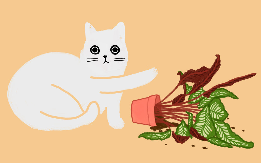 Ken the Cat - Because Cats Are Pricks, But We Love Them For It - Ken ...